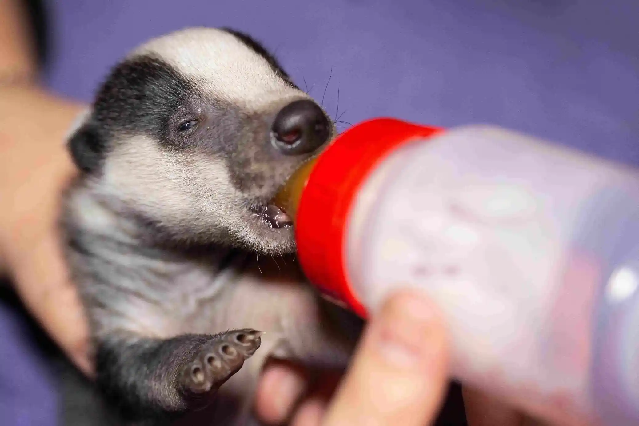 Adopt a Badger - Wildlife Aid Foundation