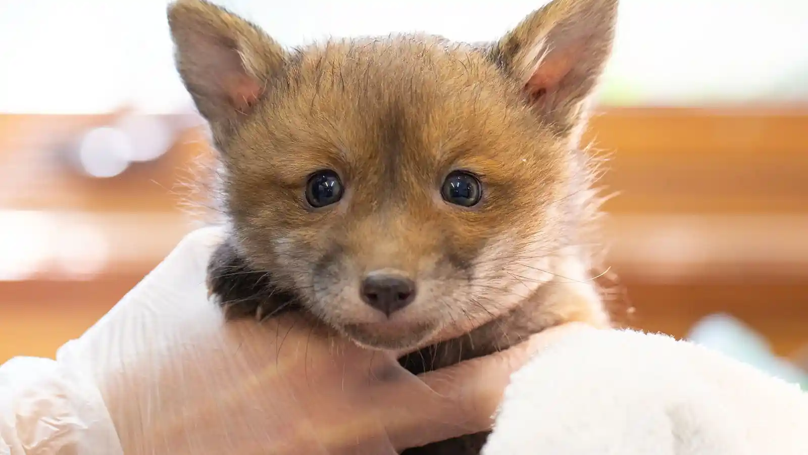 Adopt a fox - Wildlife Aid Foundation