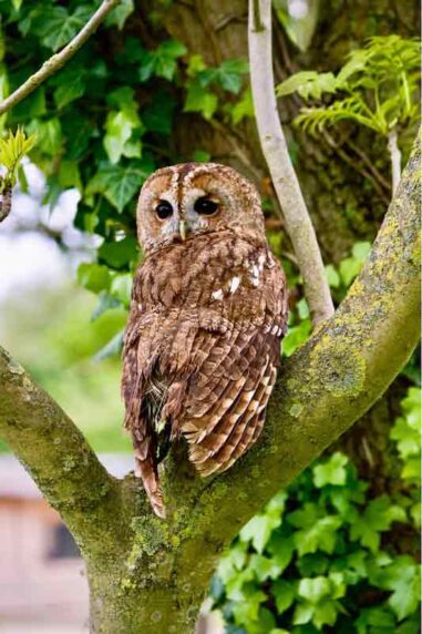 Owl Facts - Wildlife Aid Foundation