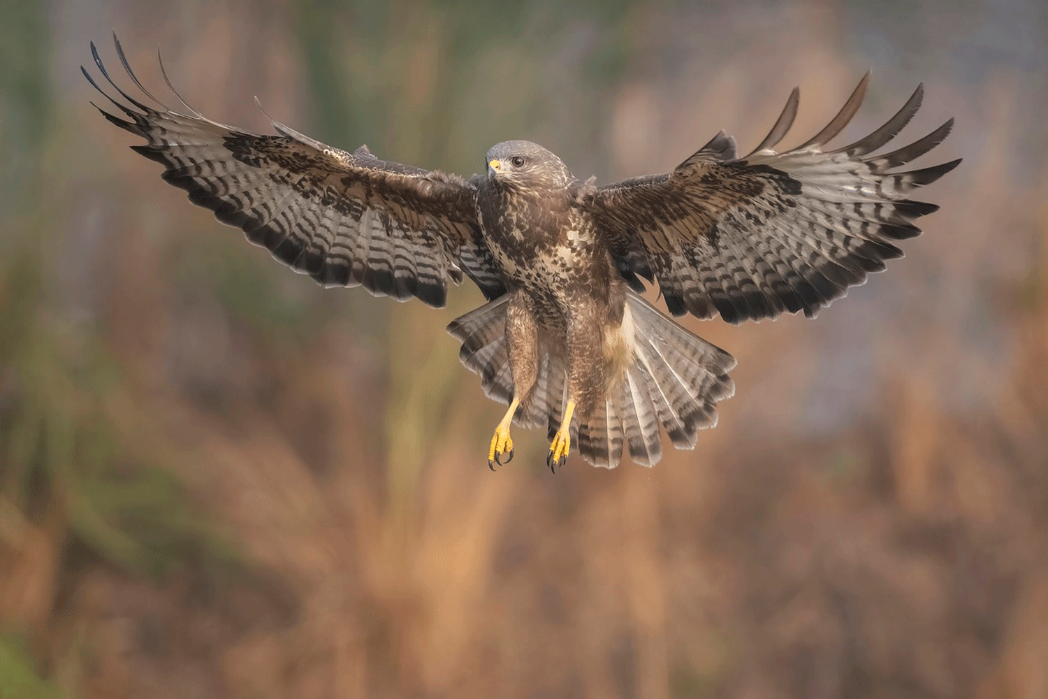 Common Buzzard Facts - Wildlife Aid Foundation