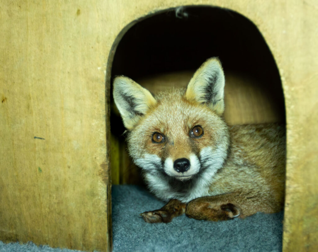 Rabid Fox Tail (mud Puppy Price Rabid Bait Fox Tail (Mud Puppy Finesse ...