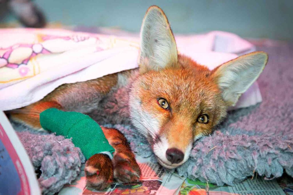 Red Fox Facts - Wildlife Aid Foundation