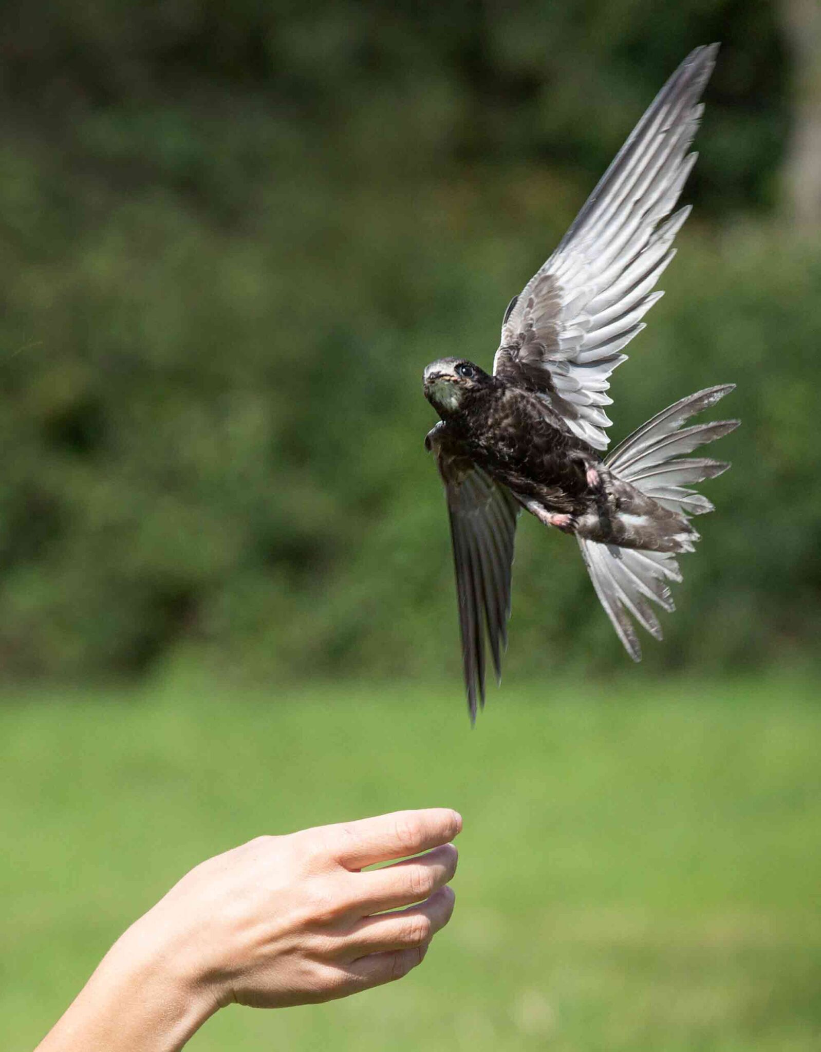 Common Swift Facts - Wildlife Aid Foundation