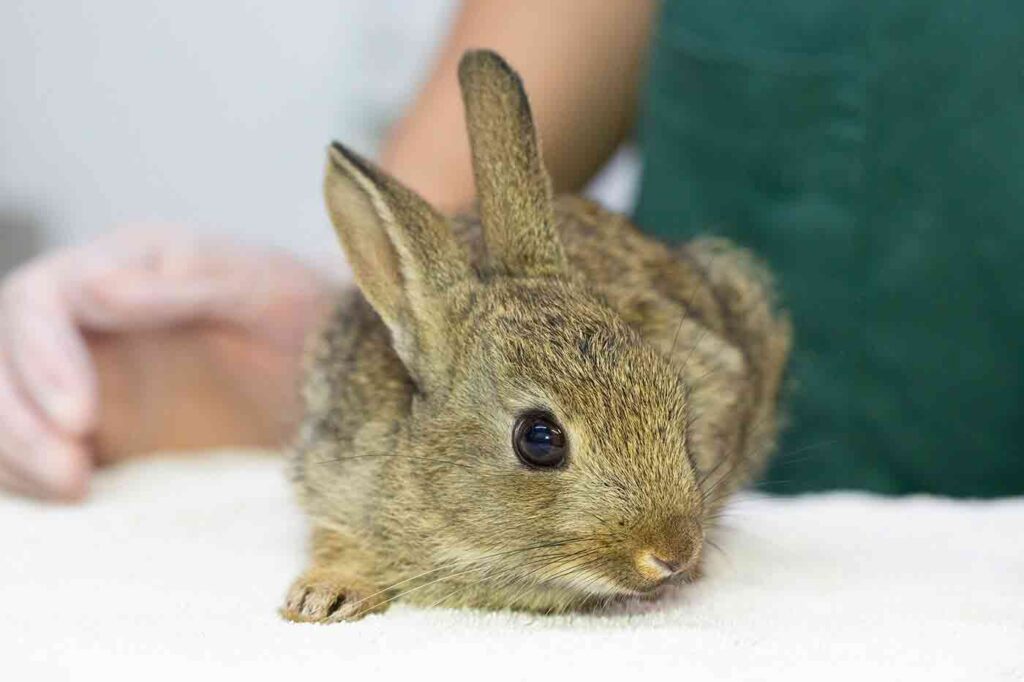 European rabbit facts - Wildlife Aid Foundation