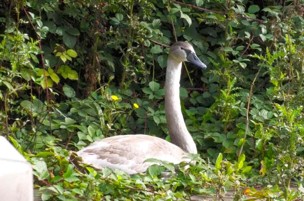 Swan Facts - Wildlife Aid Foundation