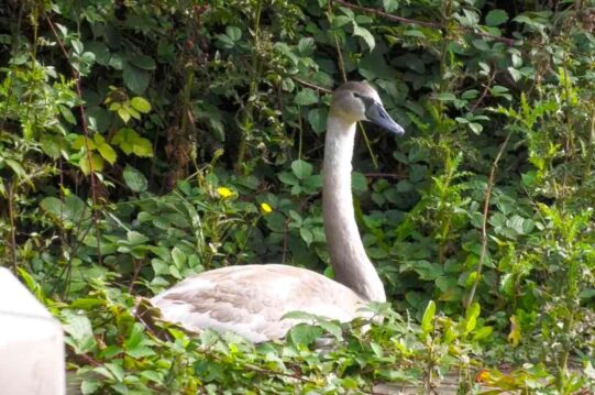 Swan Facts - Wildlife Aid Foundation