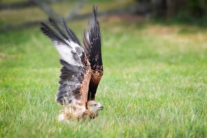 Red Kite Facts - Wildlife Aid Foundation