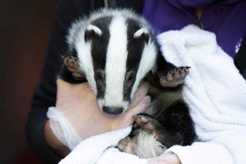 European Badger Facts - Wildlife Aid Foundation