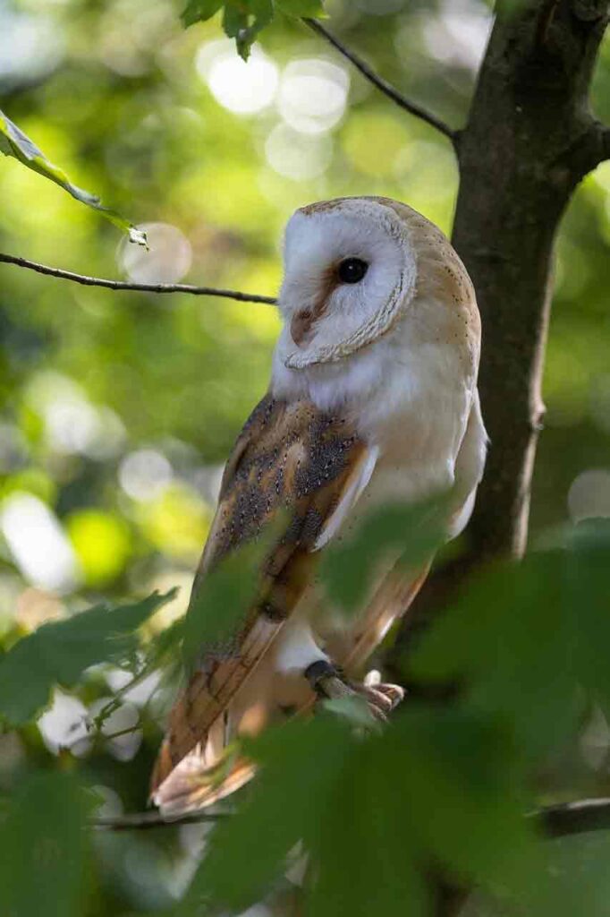 Owl Facts - Wildlife Aid Foundation