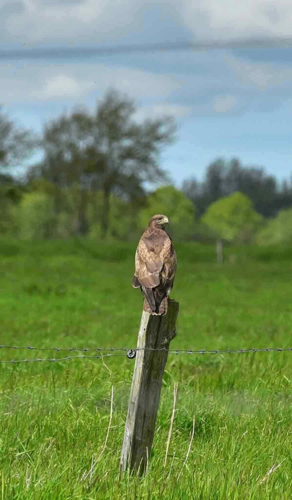 Common Buzzard Facts - Wildlife Aid Foundation