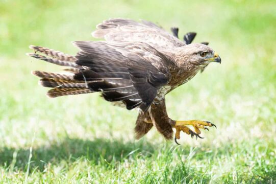 Common Buzzard Facts - Wildlife Aid Foundation