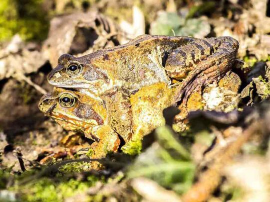 Common Frog Facts - Wildlife Aid Foundation