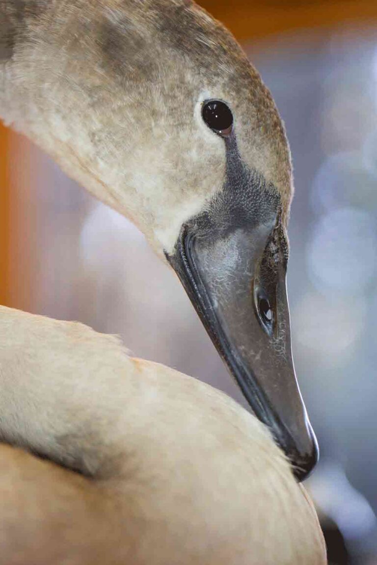 Swan Facts - Wildlife Aid Foundation