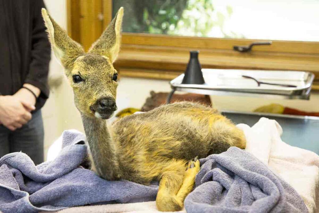 Adopt a deer - Wildlife Aid Foundation