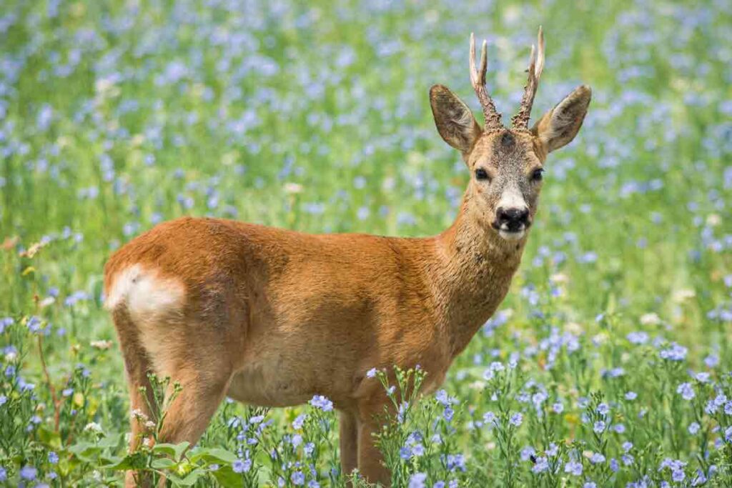 Deer Facts - Wildlife Aid Foundation