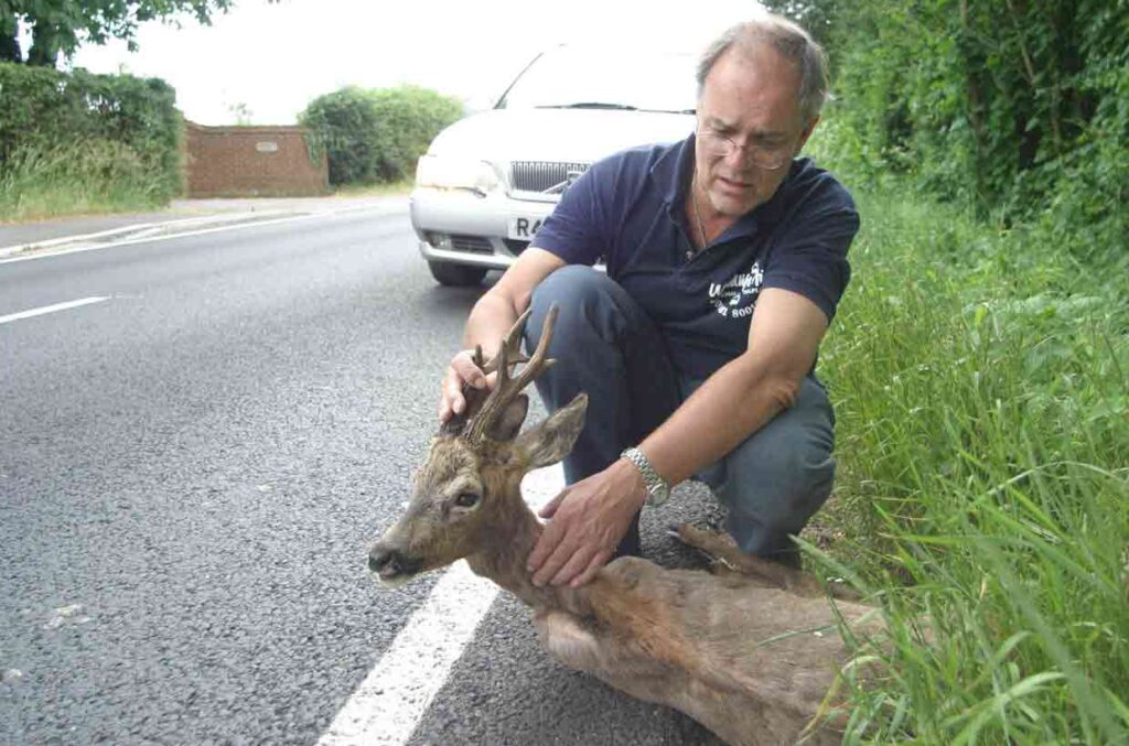 Deer Facts - Wildlife Aid Foundation