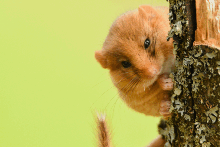 Wildlife Facts - Wildlife Aid Foundation