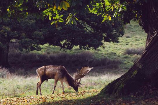 Deer Facts - Wildlife Aid Foundation