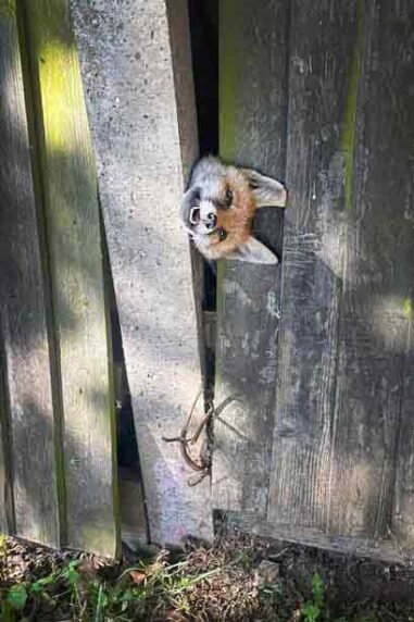 This fox cub was rescued just in time! - Wildlife Aid