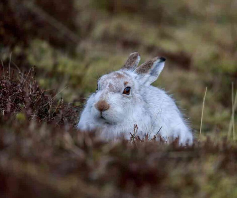 Mountain Hare Facts - Wildlife Aid Foundation