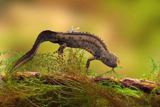 Great Crested Newt Facts - Wildlife Aid Foundation