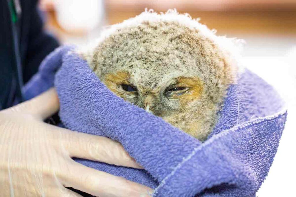 Adopt an owl - Wildlife Aid Foundation