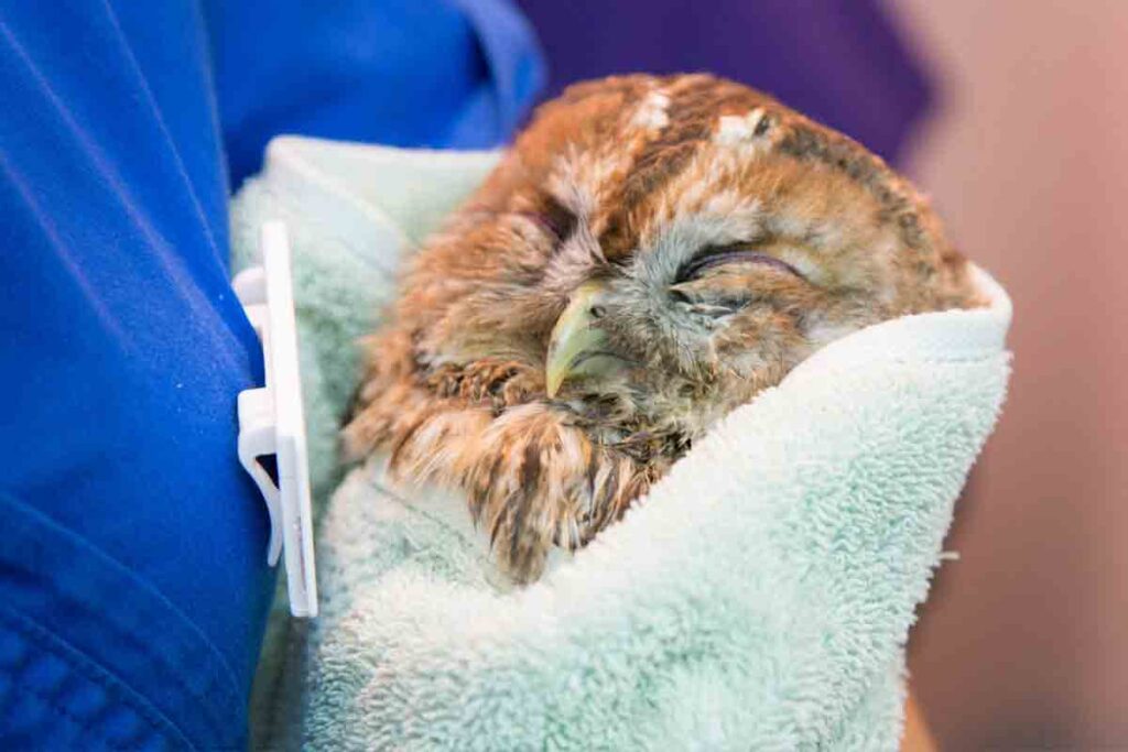 Adopt an owl - Wildlife Aid Foundation