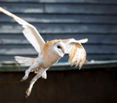 Adopt an owl - Wildlife Aid Foundation