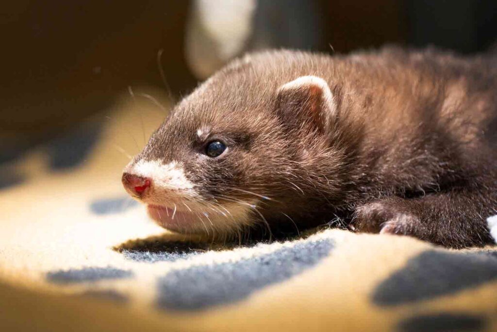 Polecat Facts - Wildlife Aid Foundation