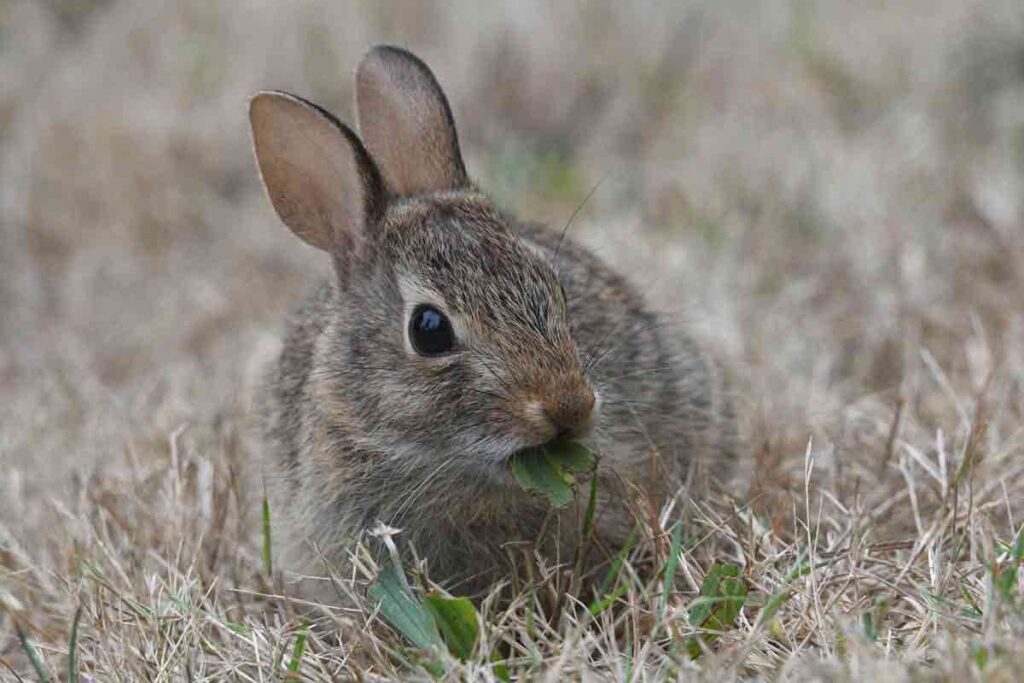 European rabbit facts - Wildlife Aid Foundation
