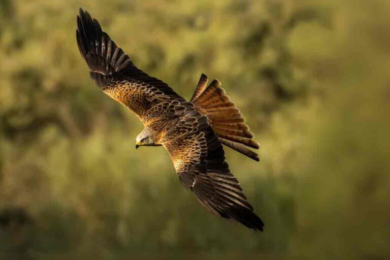 Wildlife Facts - Wildlife Aid Foundation