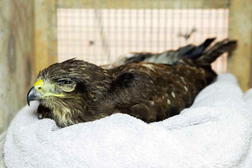 Common Buzzard Facts - Wildlife Aid Foundation