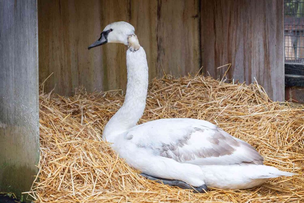 Swan Facts - Wildlife Aid Foundation