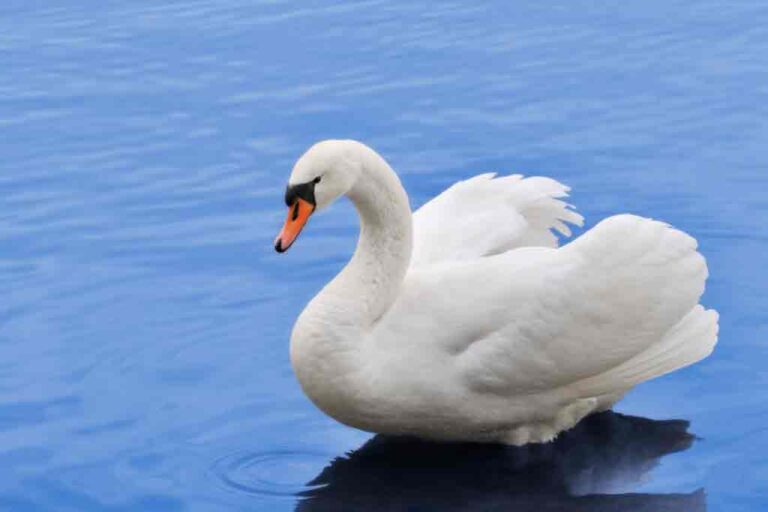 Wildlife Facts - Wildlife Aid Foundation
