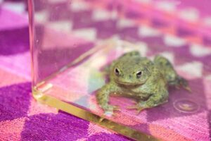 Common Toad Facts - Wildlife Aid Foundation