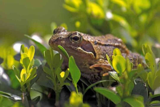 Wildlife Facts - Wildlife Aid Foundation
