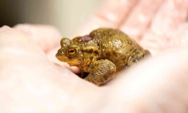 Common Toad Facts - Wildlife Aid Foundation