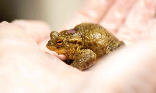 Common Toad Facts - Wildlife Aid Foundation