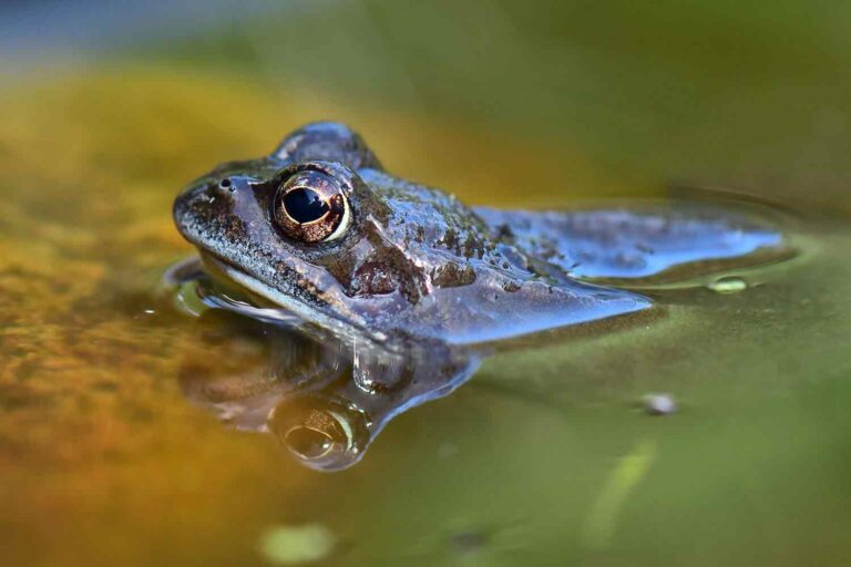 Common Frog Facts - Wildlife Aid Foundation