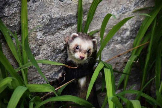 Wildlife Facts - Wildlife Aid Foundation