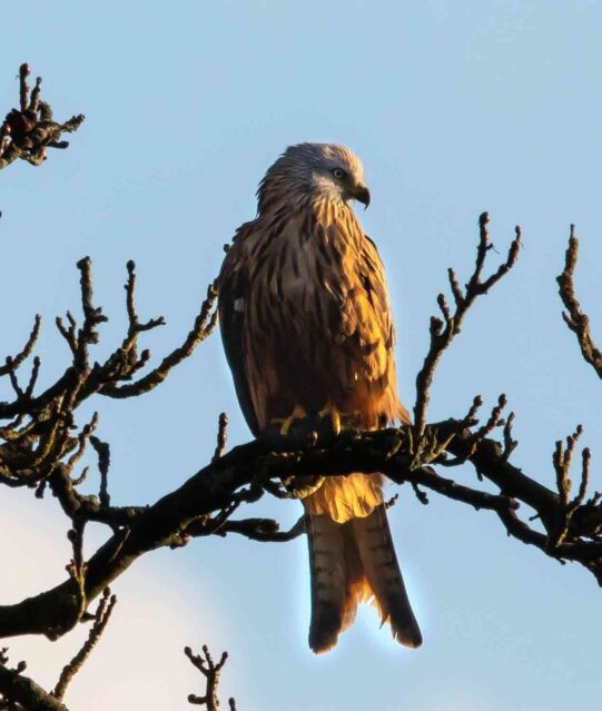 Red Kite Facts - Wildlife Aid Foundation
