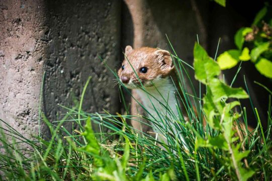 Weasel Facts - Wildlife Aid Foundation