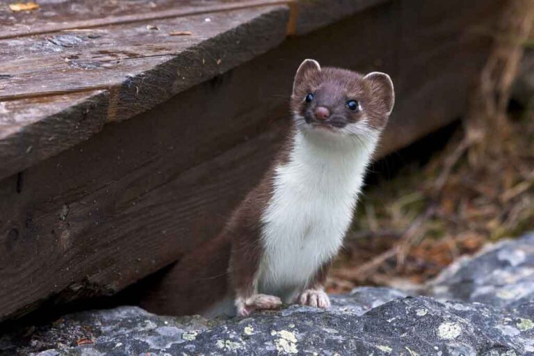Wildlife Facts - Wildlife Aid Foundation