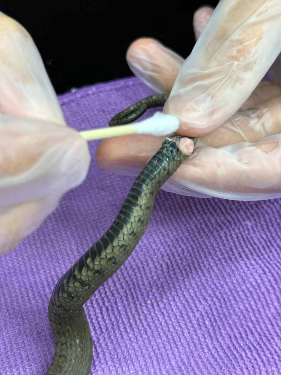 Rescued from a Wild Fire - Wildlife Aid