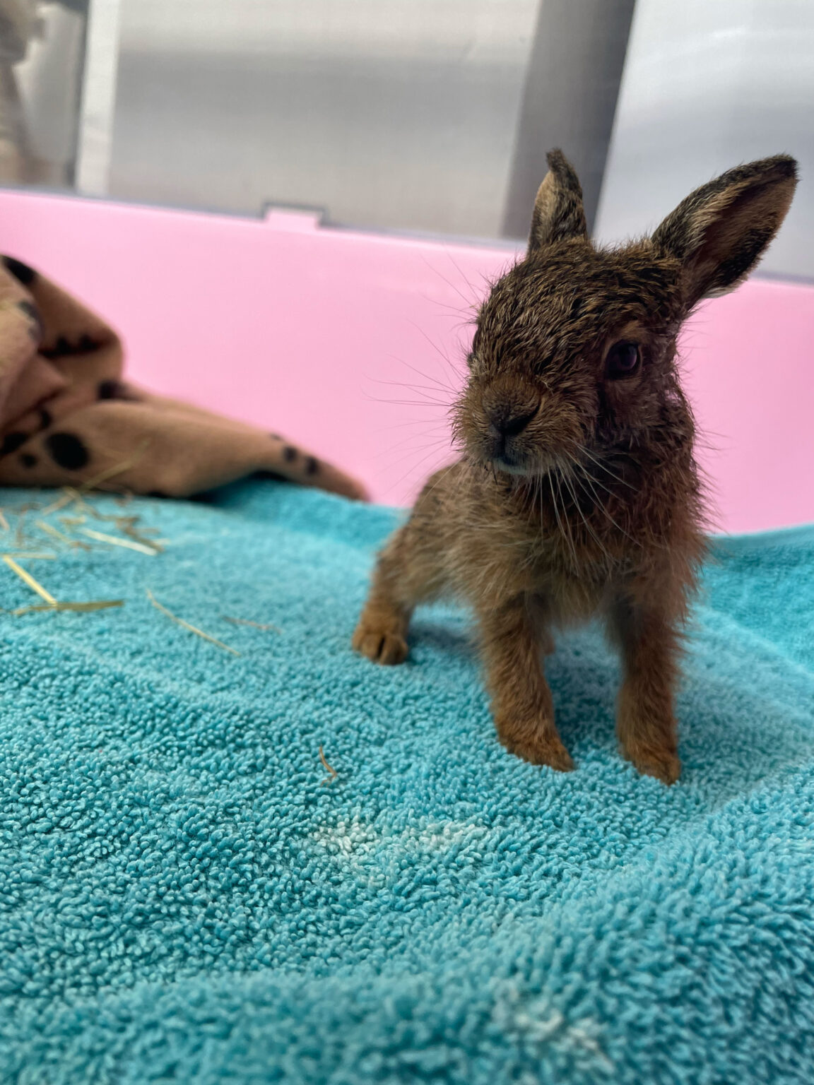 3 Times a Leveret - Wildlife Aid