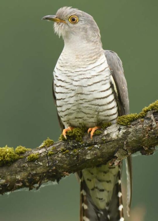 Common Cuckoo - Wildlife Aid