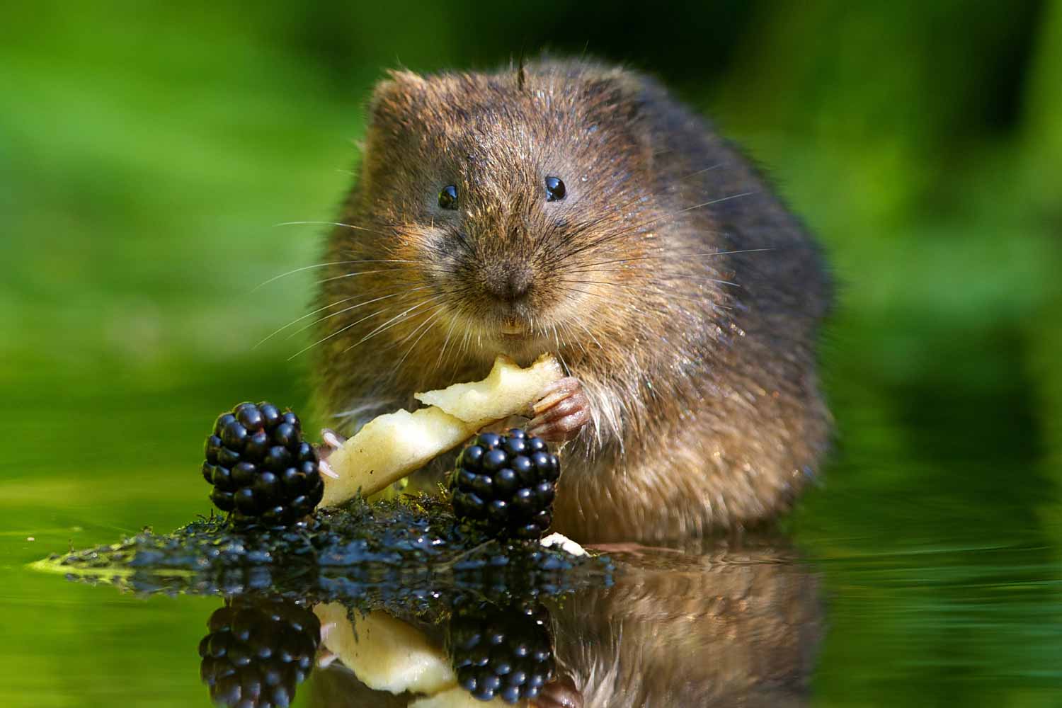 Wildlife Facts - Wildlife Aid Foundation