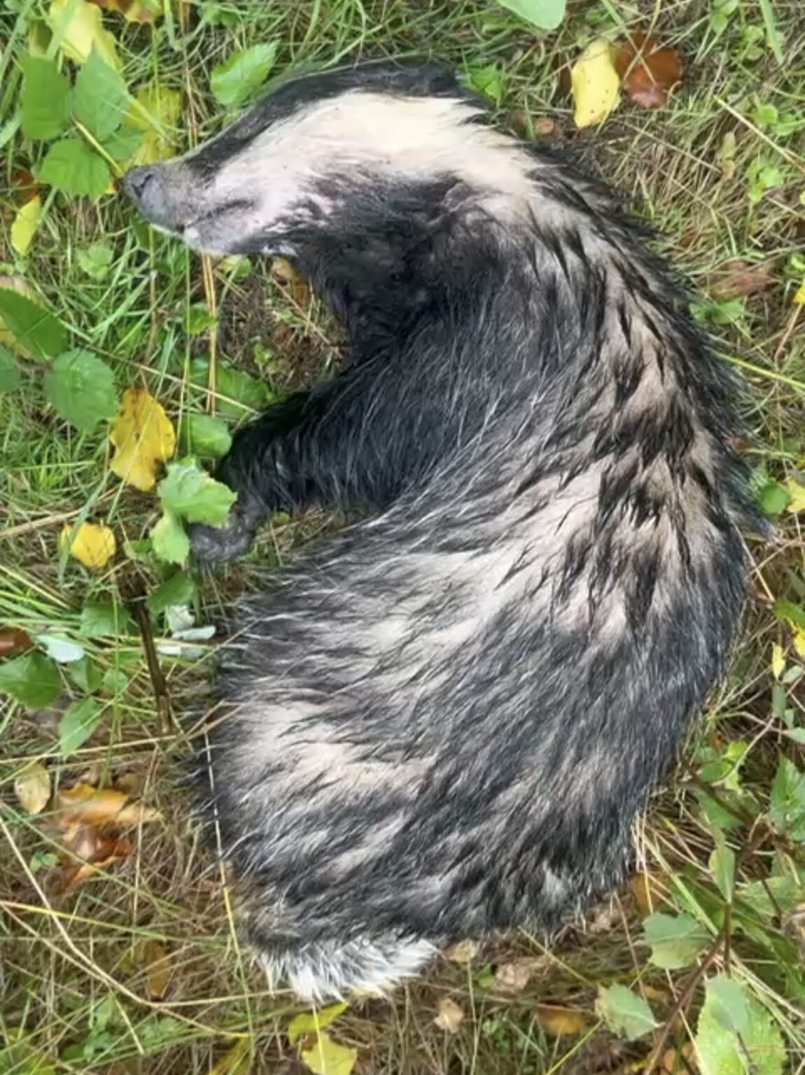 From the brink of death to freedom - Wildlife Aid