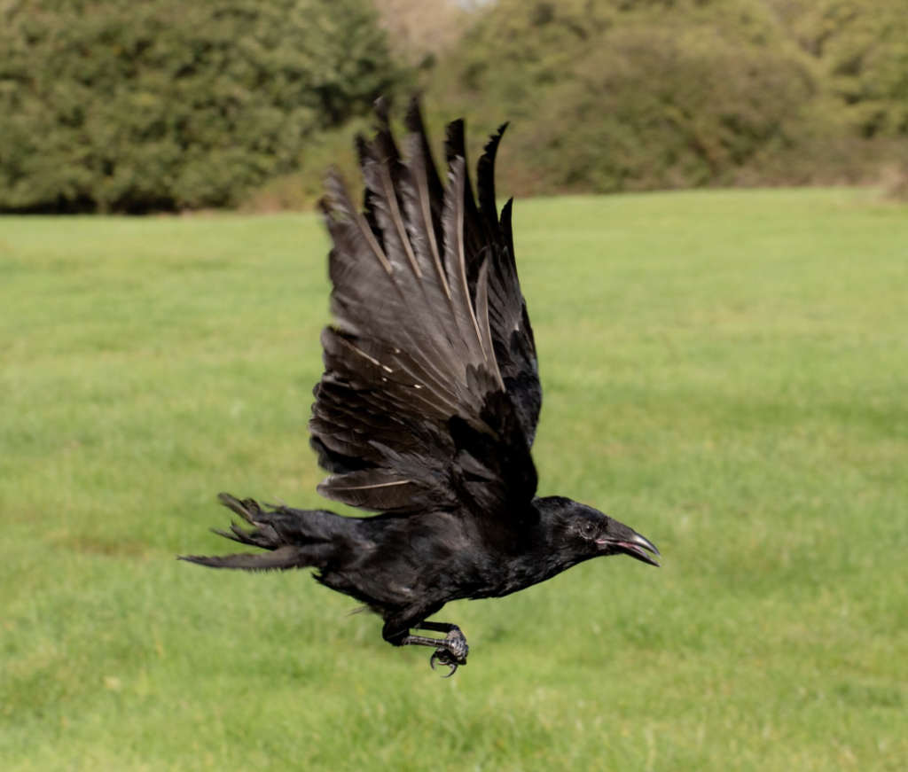 Corvid Facts - Wildlife Aid Foundation