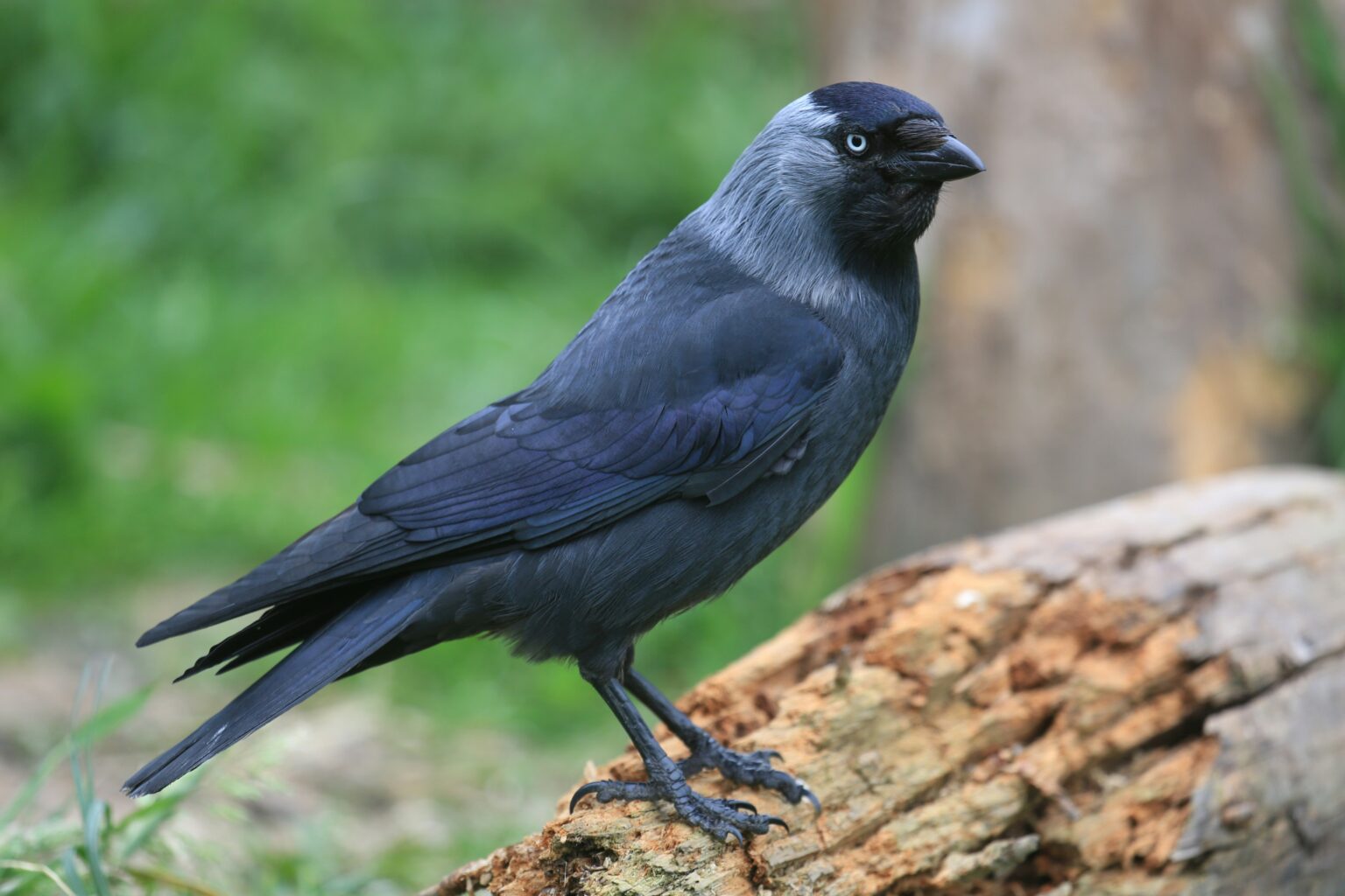 Corvid Facts - Wildlife Aid Foundation
